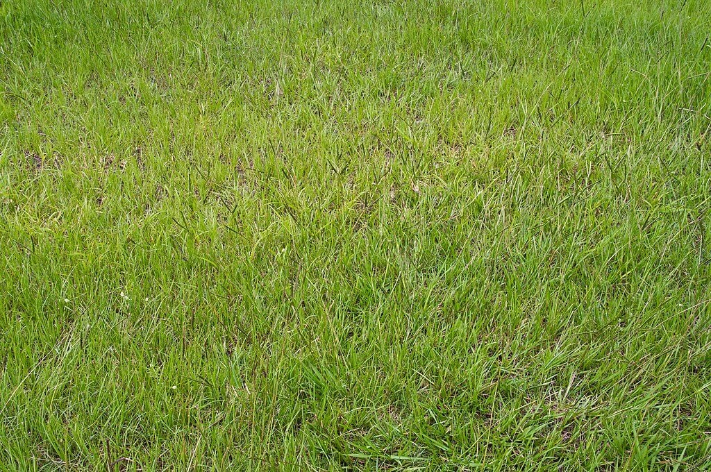 The Top 4 Types of Grass You Need to Consider For Florida Lawns