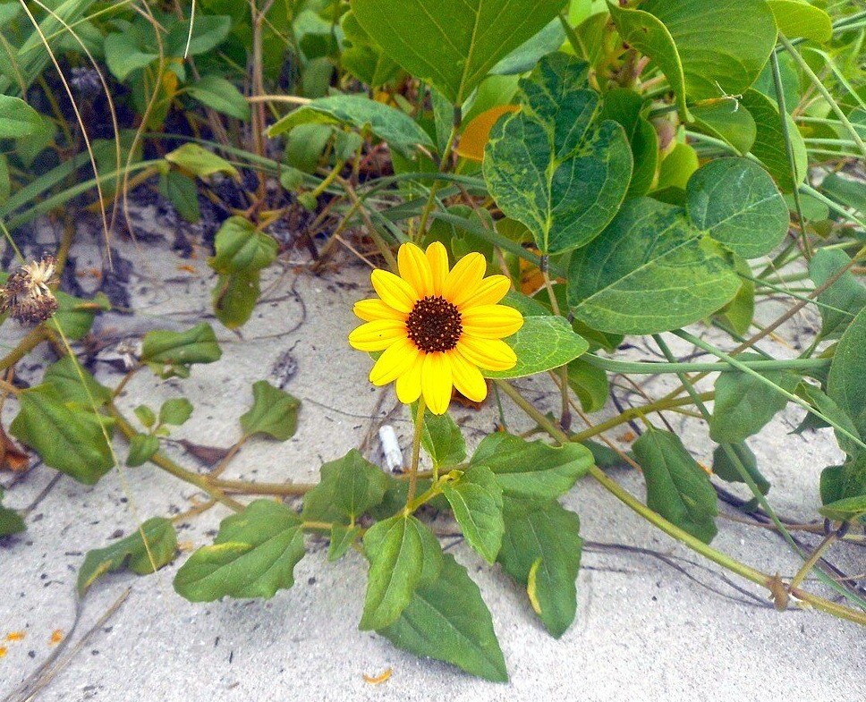 The Best Salt-Tolerant Plants for Your Coastal Florida Landscape