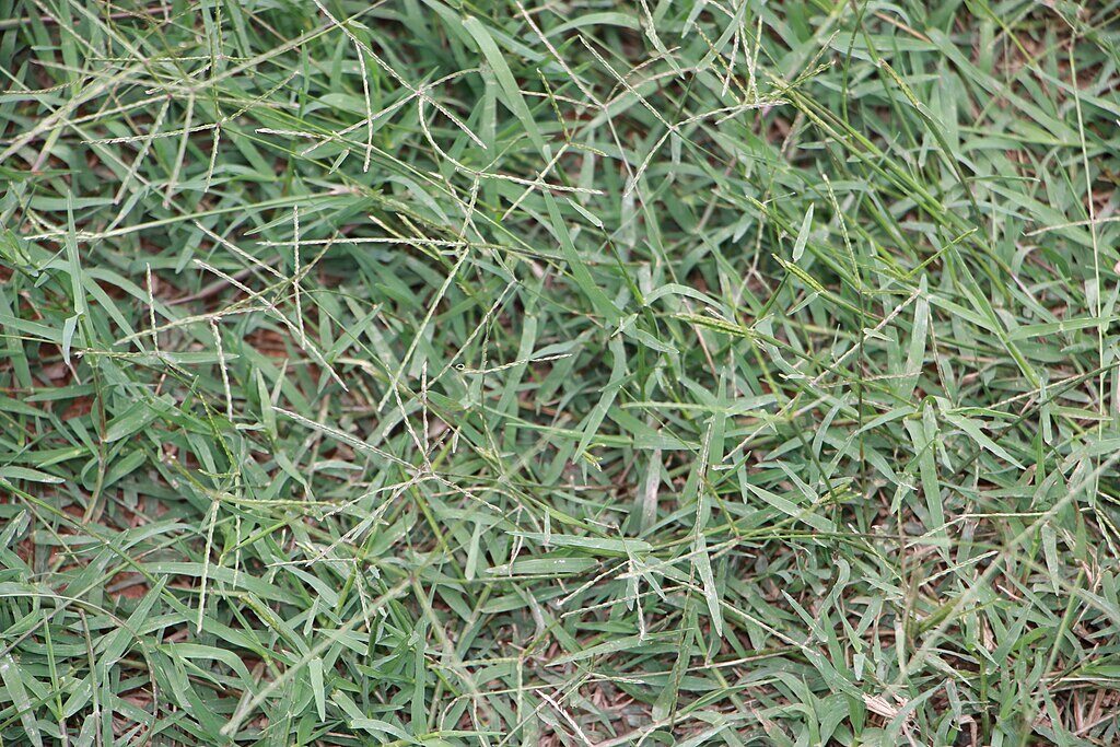 The Top 4 Types of Grass You Need to Consider For Florida Lawns