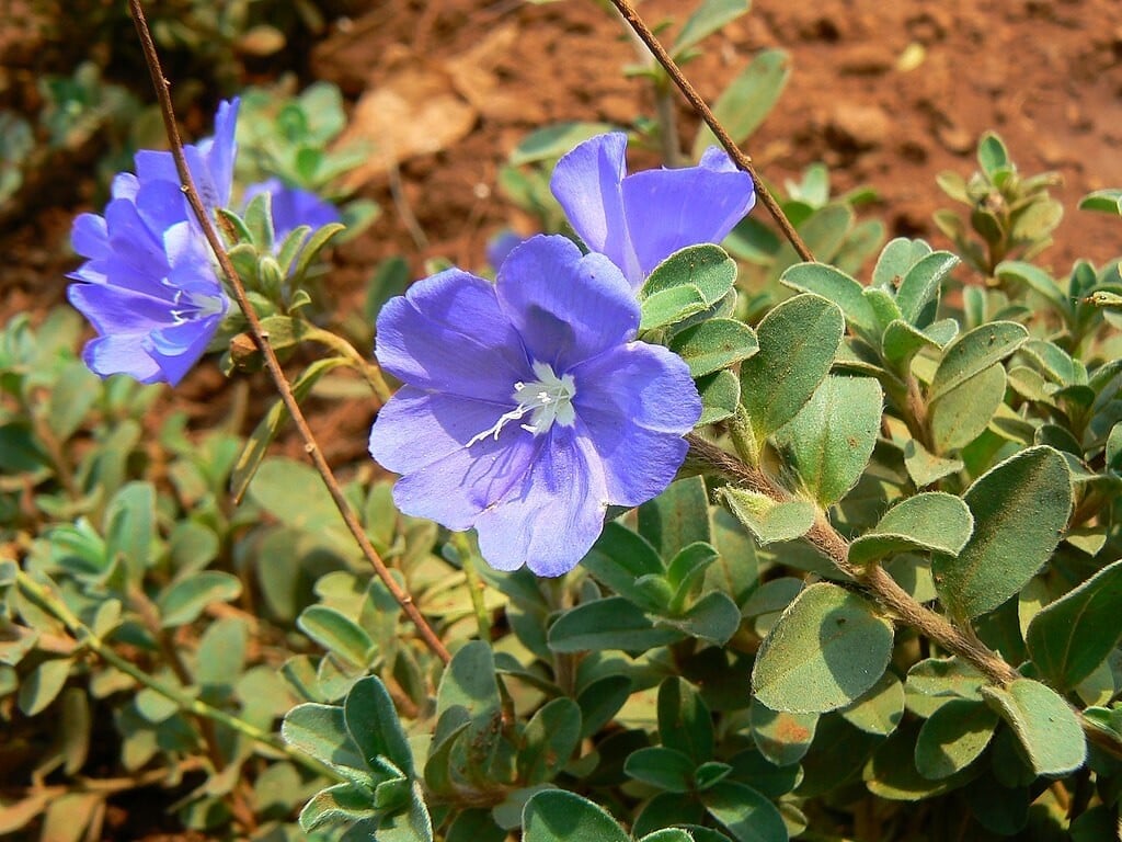 Florida Groundcover: Here are Your Best Options