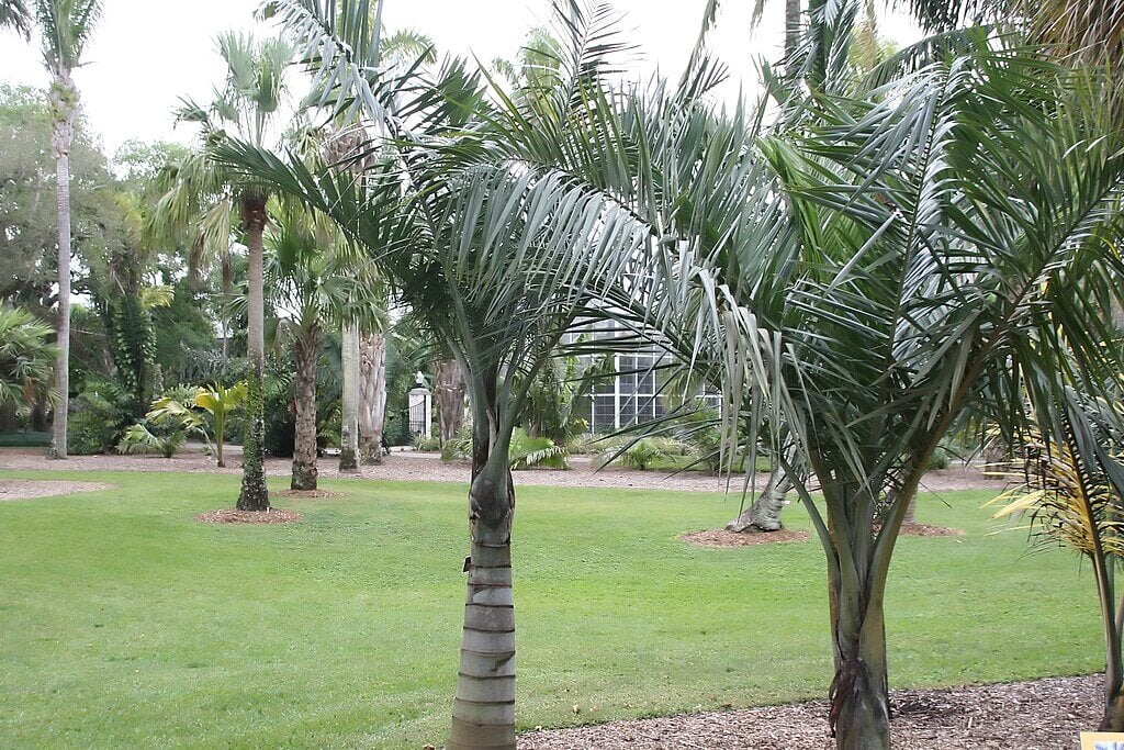 An Ode to the Palm Tree: Our Top 5 Palms for Florida Yards