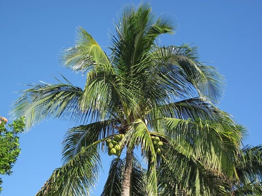 An Ode to the Palm Tree: Our Top 5 Palms for Florida Yards