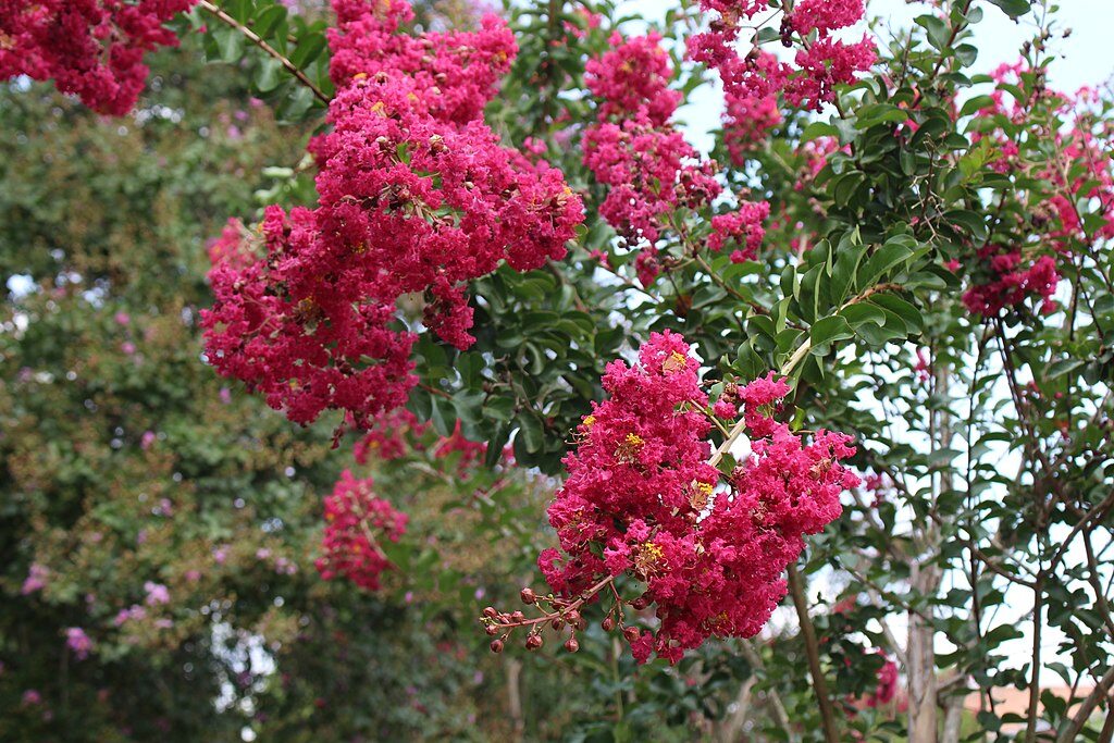 10 Florida-Friendly Trees and Shrubs to Plant on Your Property