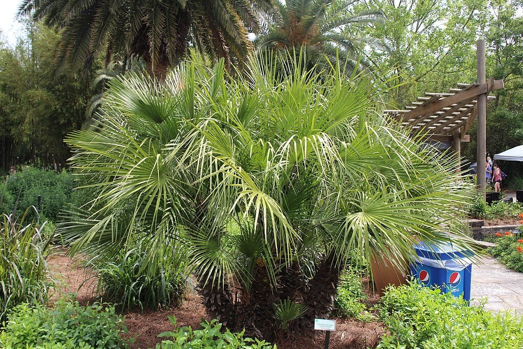 An Ode to the Palm Tree: Our Top 5 Palms for Florida Yards