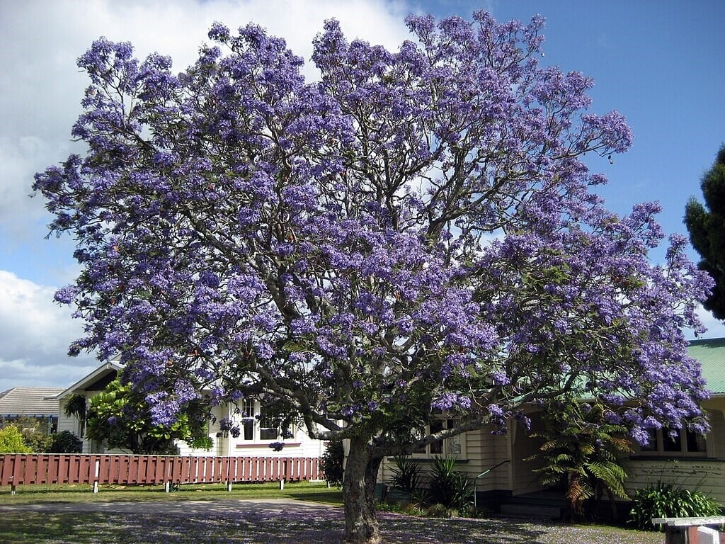 10 Florida-Friendly Trees and Shrubs to Plant on Your Property