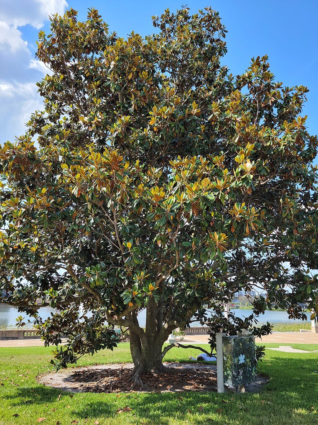 The 6 Best Shade Trees For Your Florida Landscape