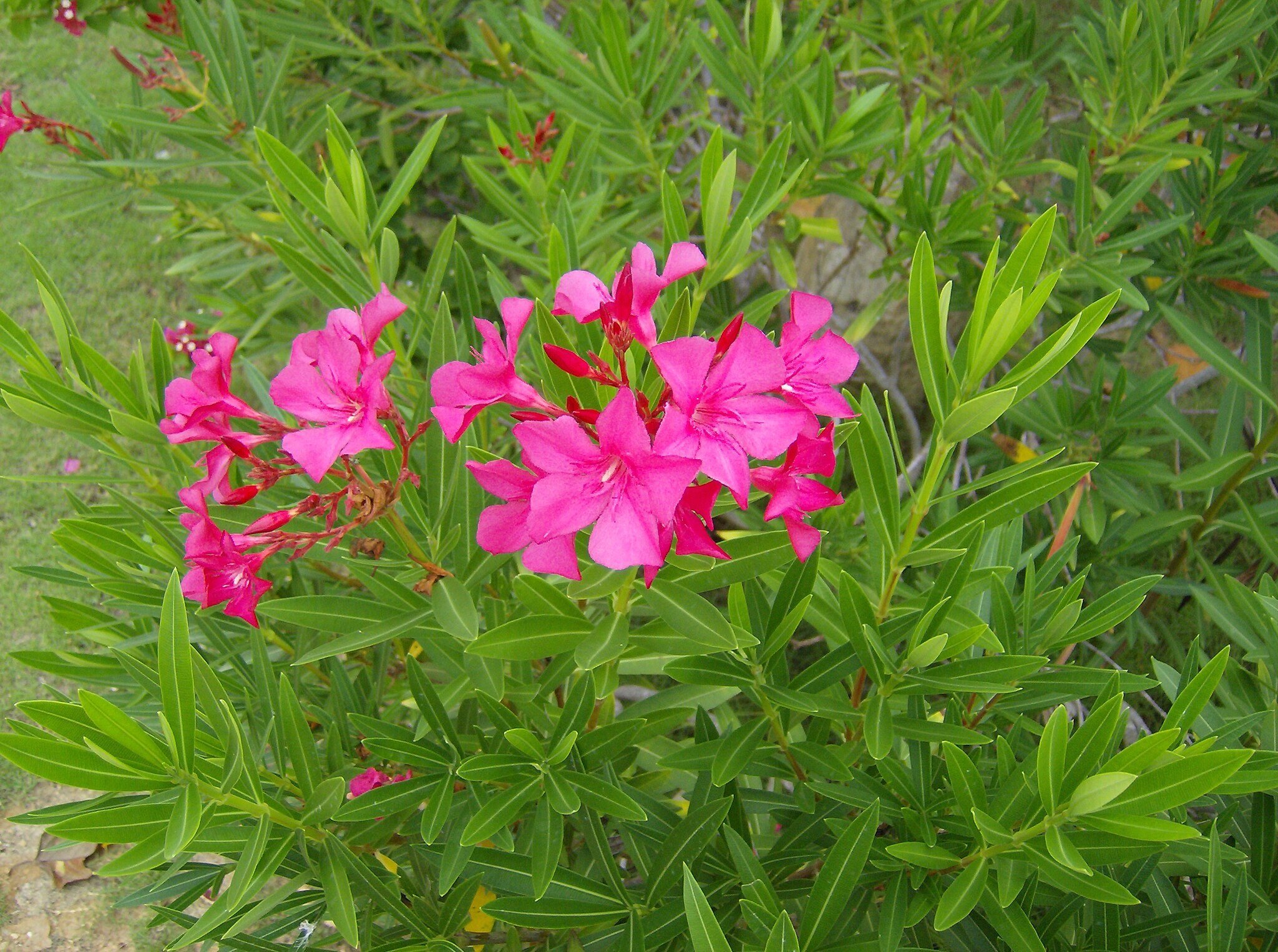 The Best Salt-Tolerant Plants for Your Coastal Florida Landscape