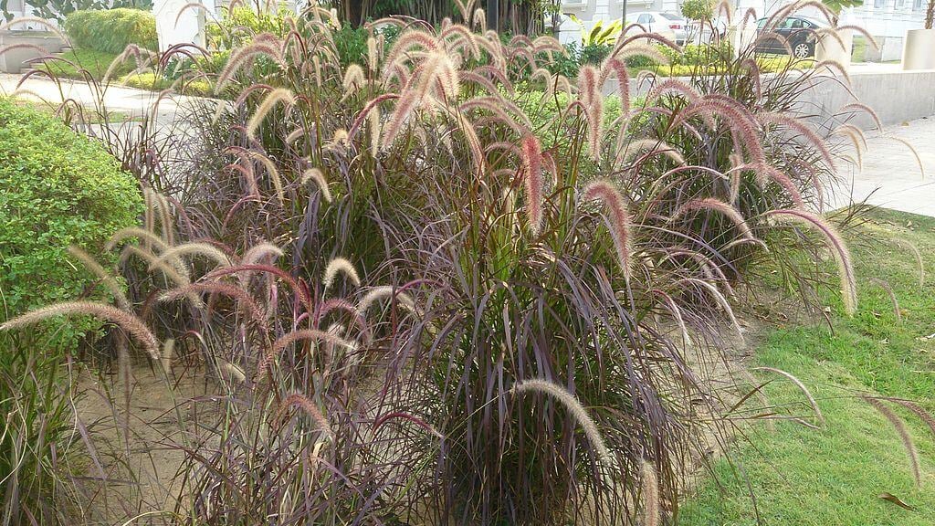 The Best Salt-Tolerant Plants for Your Coastal Florida Landscape