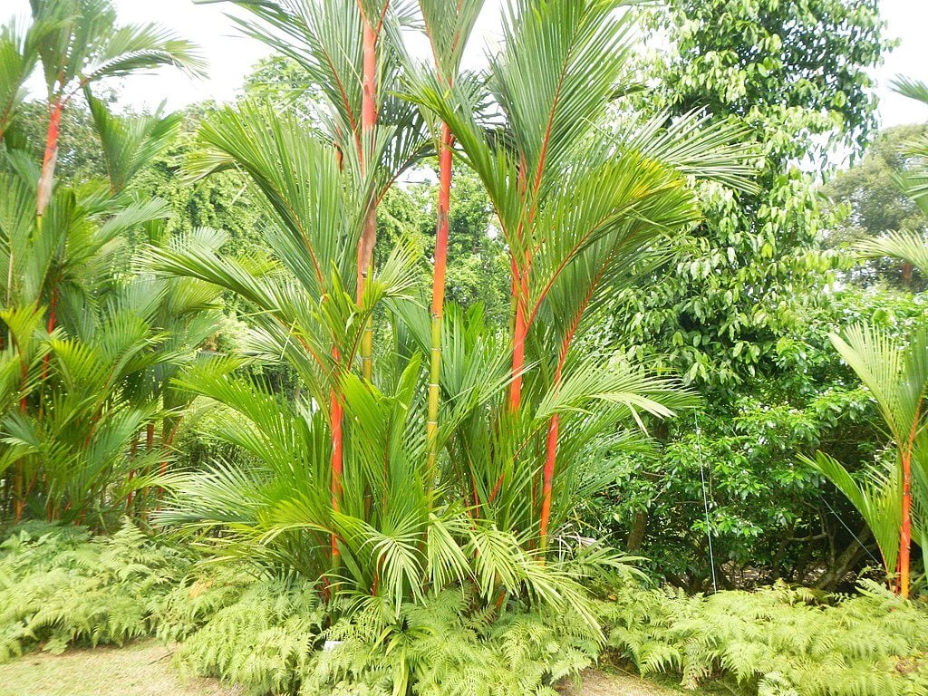 An Ode to the Palm Tree: Our Top 5 Palms for Florida Yards