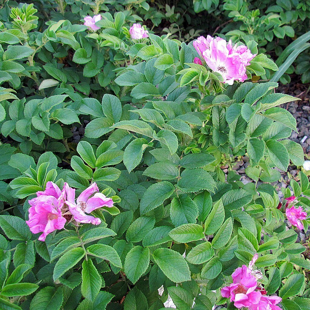 The Best Salt-Tolerant Plants for Your Coastal Florida Landscape