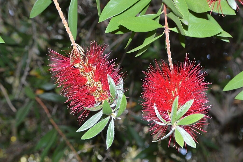 10 Florida-Friendly Trees and Shrubs to Plant on Your Property