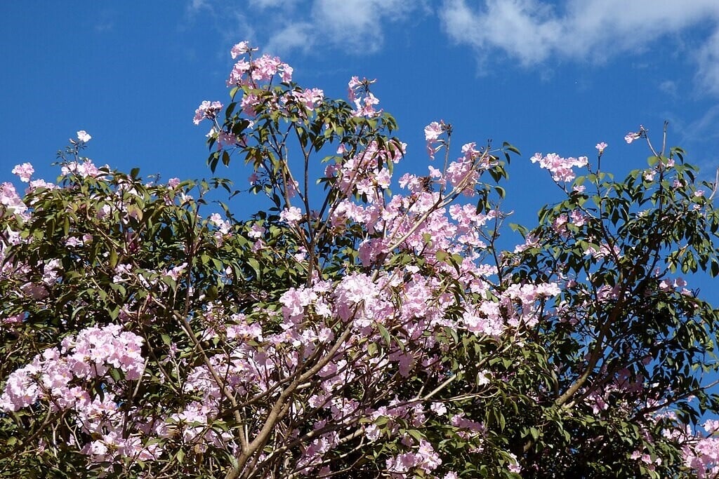 10 Florida-Friendly Trees and Shrubs to Plant on Your Property
