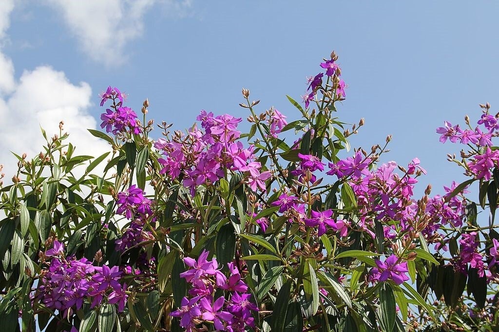 10 Florida-Friendly Trees and Shrubs to Plant on Your Property
