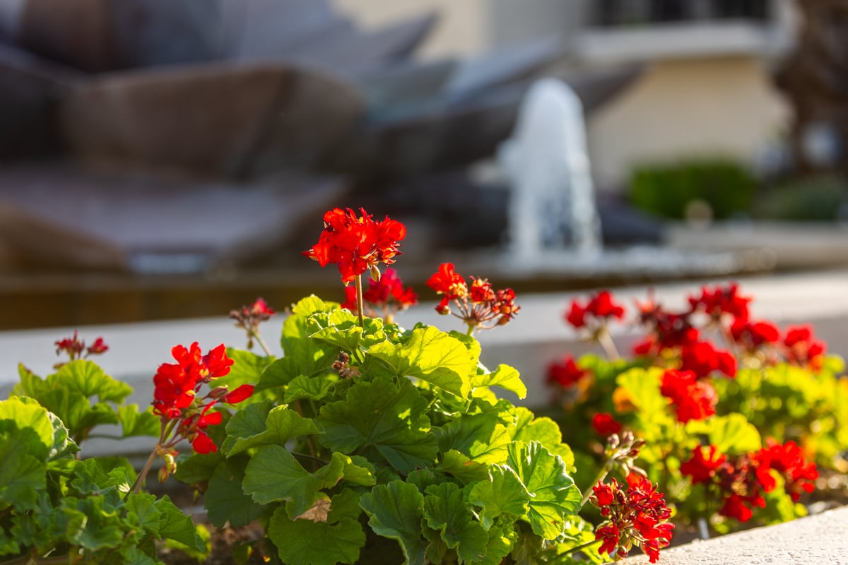 Landscaping Around Signage: 9 Things You Should Consider