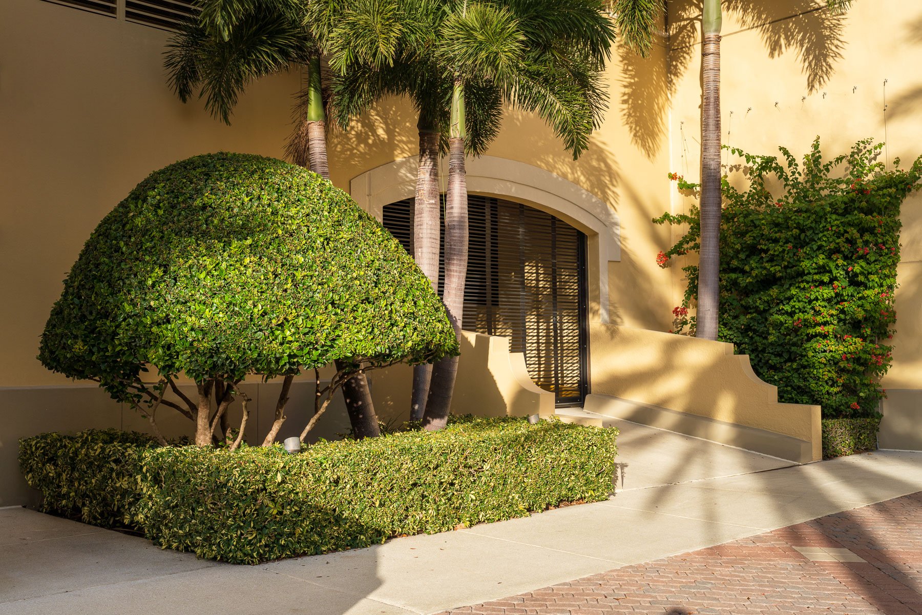 The Best Trees for Parking Lots and Paved Areas in Florida