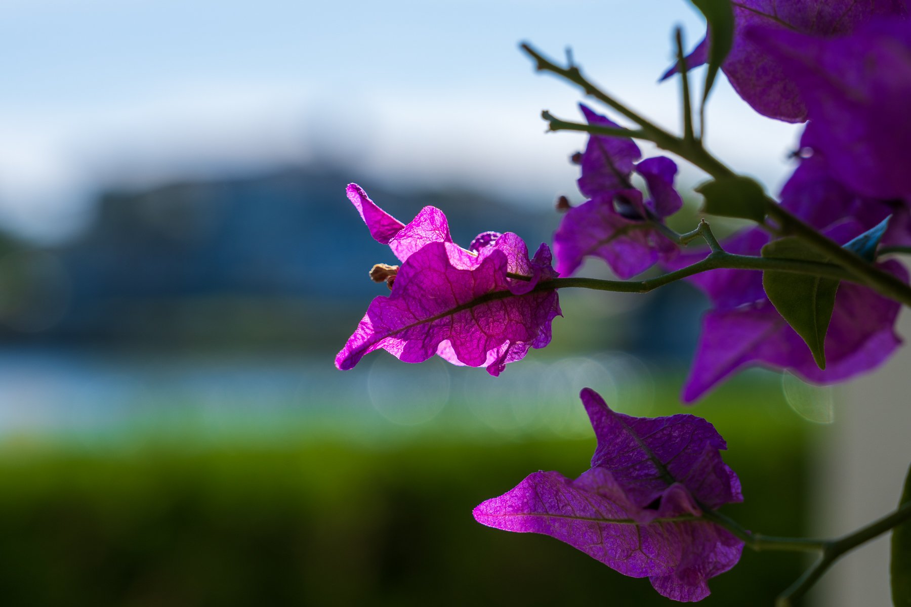 Top 5 Flowering Vines for Florida Commercial Landscapes