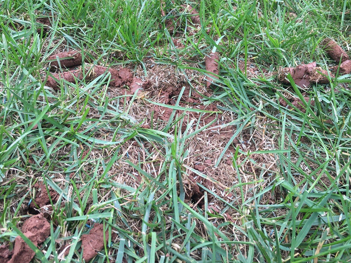 Identifying & Treating a Drought Stressed Lawn in Tampa Bay