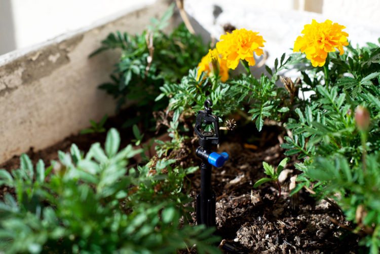 Your Guide to Micro-Irrigation in Tampa Bay: Part One