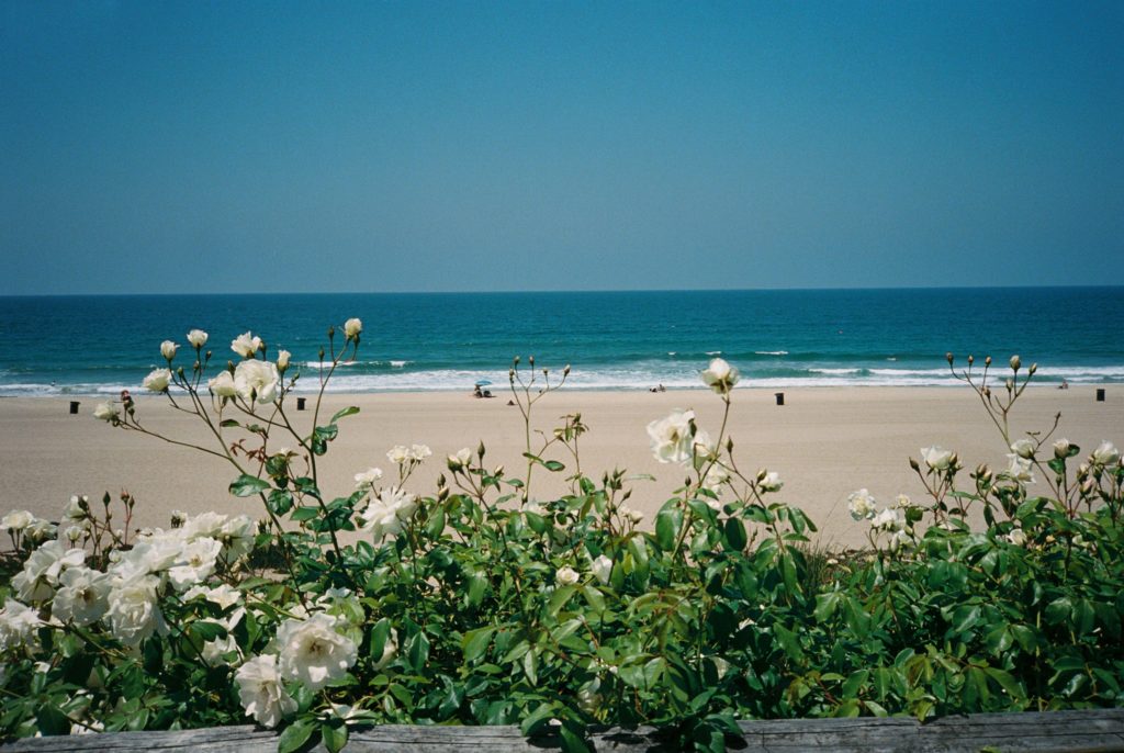 The Best Salt-Tolerant Plants for Your Coastal Florida Landscape