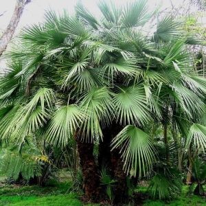 An Ode to the Palm Tree: Our Top 5 Palms for Florida Yards